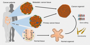 How Tumor Organoid Applications Help In Cancer Research | Kosheeka