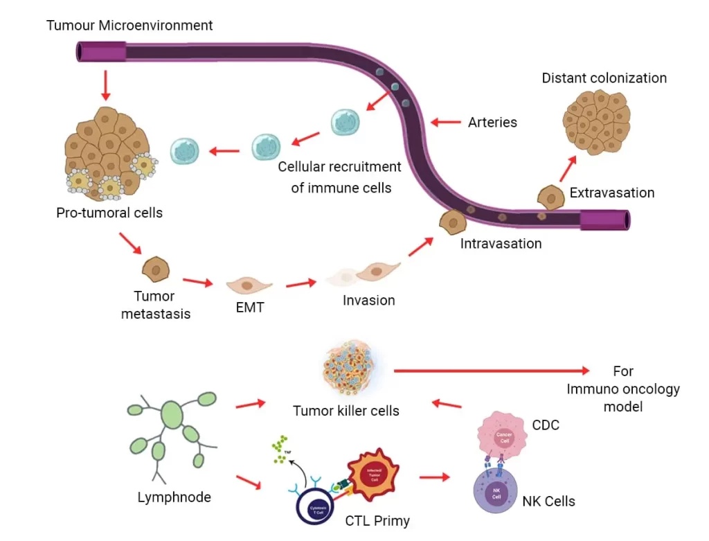 Immuno-oncology Cancer Research - Kosheeka